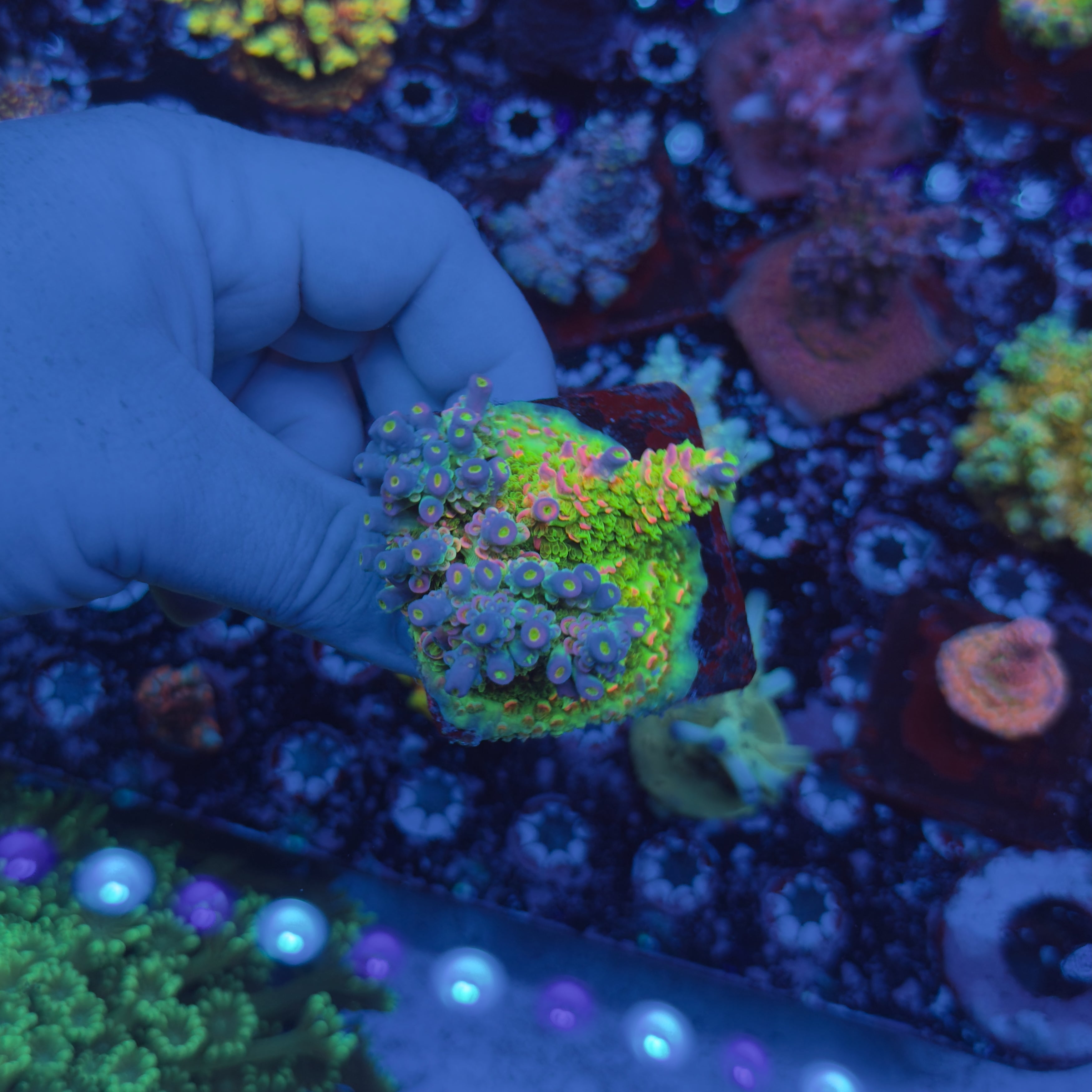 Premium SPS Acropora Coral Frags — Reef Culture Co